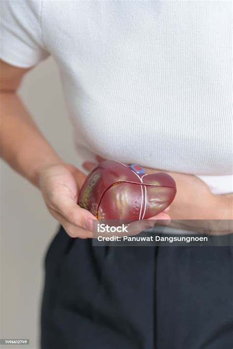 인간의 간 해부학 모델을 들고 있는 여자 간암 및 종양 황달 바이러스성 A B C D E 간경변 부전 비대 간성 뇌병증 복수액 및 건강 10월에 대한 스톡 사진 및 기타