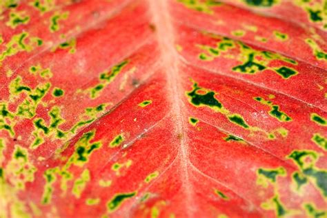 Aglonema Leaf Plant - Free photo on Pixabay - Pixabay