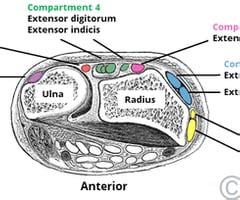 Extensor Tendon Compartments Of The Wrist Flashcards Quizlet