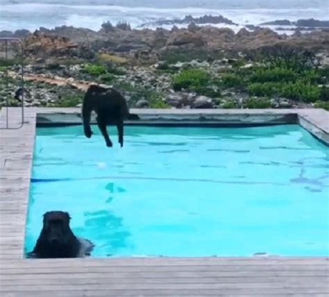 Video Bobbejane Baljaar In Die Swembad Maroela Media