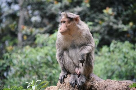 Un Singe Assis Sur Un Tronc Darbre Dans La Forêt Photo Premium