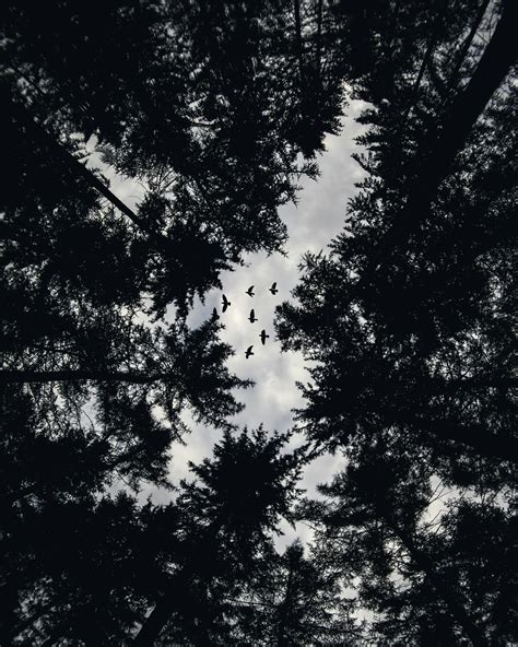 Dark Nature Aesthetic Wallpapers Top Free Dark Nature Aesthetic