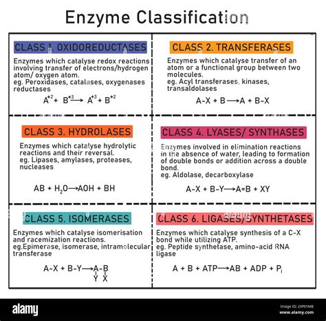 Enzyme Classification Illustration Enzymes Are Classified Into Six