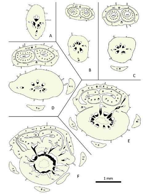 Ascending Series Of Cross Sections Through The Flower Bud Of Delphinium Download Scientific