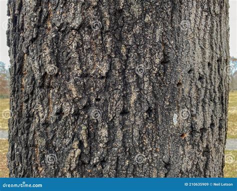Tree Identification Sugar Maple Bark Acer Saccharum Stock Image Image Of Landscape Forestry