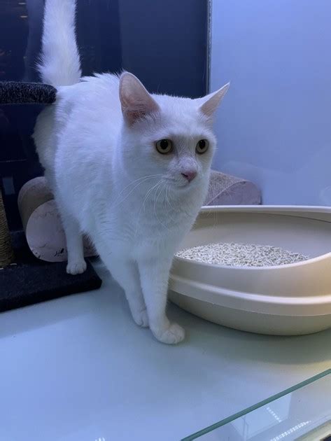 코리안숏헤어 햇님 말티푸전문무료분양 푸들전문무료분양 먼치킨전문무료분양 랙돌전문무료분양 브리티쉬숏헤어전문무료분양 스코티쉬폴드전문무료분양 러시안블루전문무료분양 강아지전문무료분양