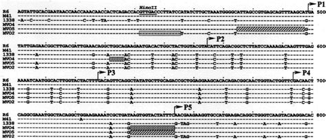 Multiple Alignment Of A Partial Nucleotide Sequence Of The Lyta Alleles