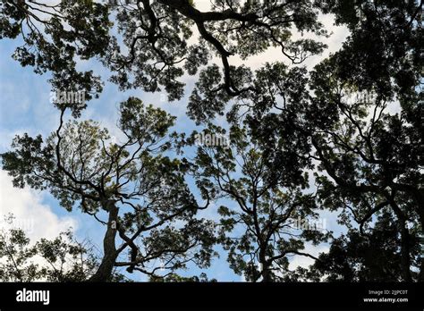 Low Angle Shot Of Large Trees Blocking The Sky And The Sun With Their