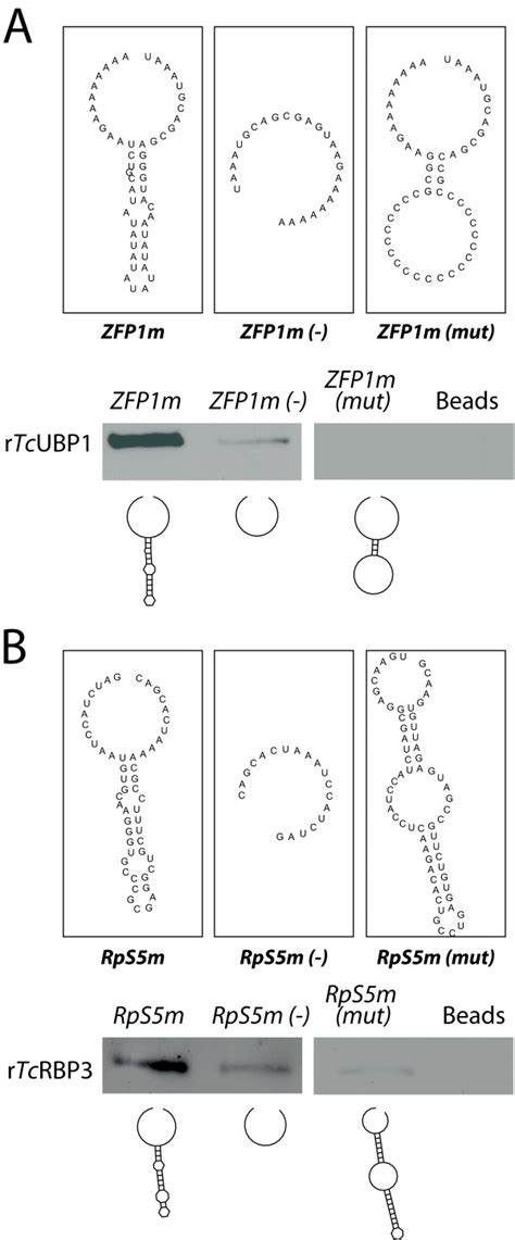 Deletions And Mutations Of Motifs Sequences Hinder The Interaction With