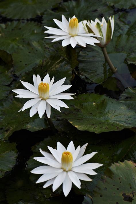 10 Free Bunga Bunga Blossom And Bunga Images Pixabay