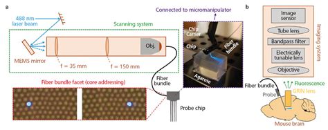 Tiny Implantable Tool For Light Sheet Imaging Of Brain Activity Tech Briefs