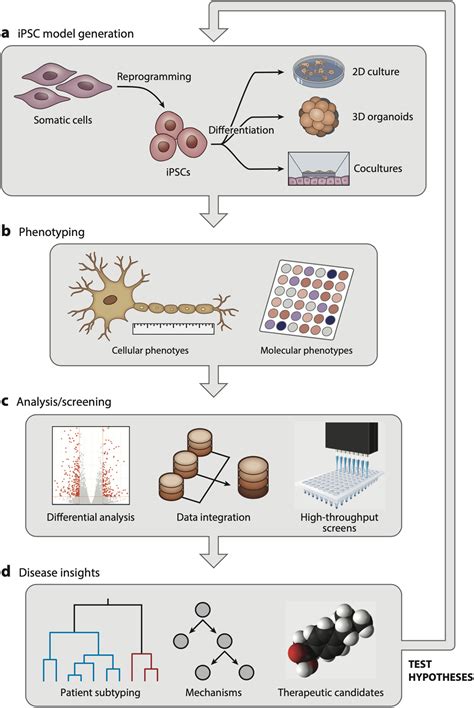 Phenotyping Neurodegeneration In Human Ipscs Pmc