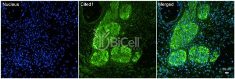 Cited1 Antibody Bicell Scientific®