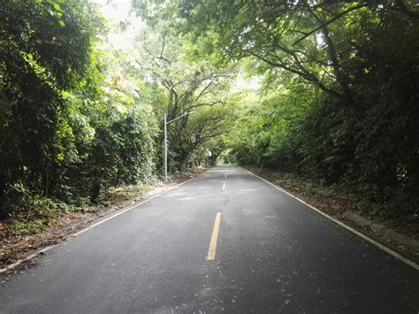 무료 이미지 나무 아스팔트 레인 자연 경관 초목 자연 환 경 노면 대기 현상 햇빛 하늘 하부 구조 아침 숲 밀림 우디 식물 고속도로 잎 선