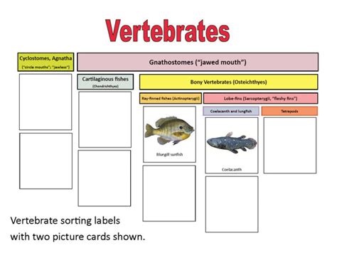 sorting branches on the tree of life vertebrates and plants file fo