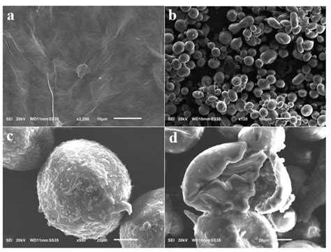 SEM Image Of GO A And C O W Microcapsules B D Download Scientific Diagram