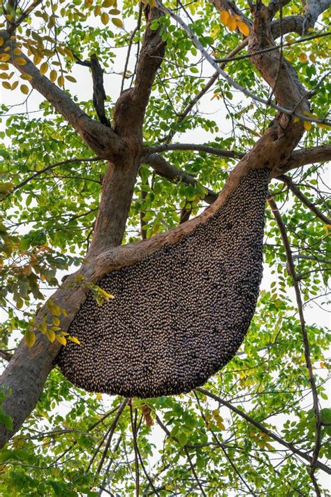 The Nest Of Bees Hanging Stock Photo Image Of Nest 285093852