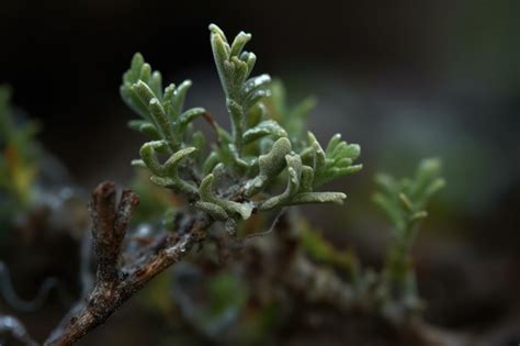Premium Ai Image Closeup Shot Of A Shrivelled Plant Created With Generative Ai