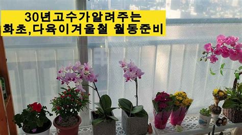 다육이화초실내식물 겨울나기 30년고수님꿀팁 Youtube
