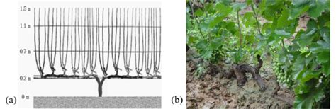 Mechanism A And Image B Of CCM Download Scientific Diagram