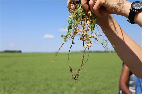 Root Rot In Western Canadian Pulses Saskatchewan Pulse Growers