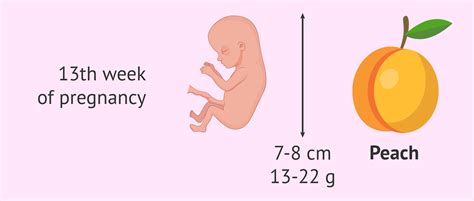 13th Week Of Pregnancy End Of First Trimester