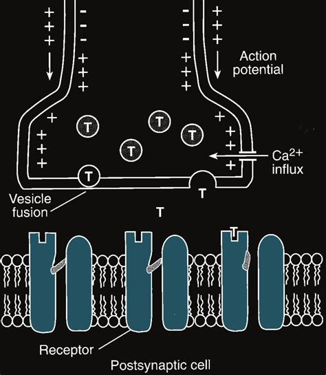14 Depolarization Of The Presynaptic Axon Terminal By The Arrival Of