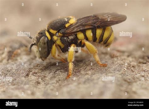 Detailed Closeup On A Male European Yellow Rotund Resin Bee