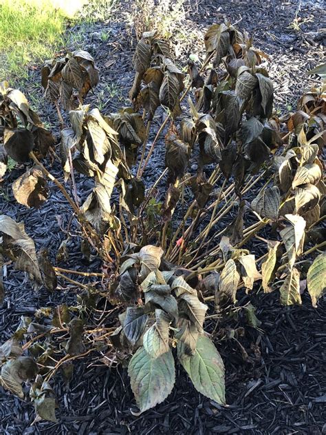 Hydrangeas Appear Dead After First Frost In The Ask A Question Forum