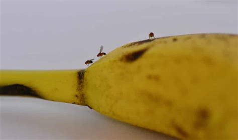 How to Get Rid of Fruit Flies - Cascade Pest Control