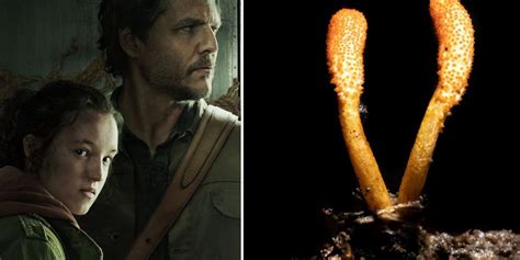The Last Of Us The Science Behind Parasitic Fungus Cordyceps Newstalk