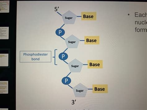 Nucleic Acids Lectures And Flashcards Quizlet