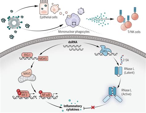 Metabolic Pathways That Control Skin Homeostasis And 53 Off