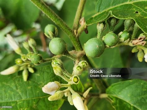 Jurubeba 과일 초기 발달의 이미지 초점이 맞춰진 Solanum Paniculatum 열매는 둥근 모양과 약간 광택이 있는 표면을 드러냅니다 생생한 녹색은 과일이 아직