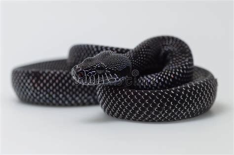 Striking Boelens Python Exhibits Its Iridescent Black Scales While Coiled Gracefully On A Plain