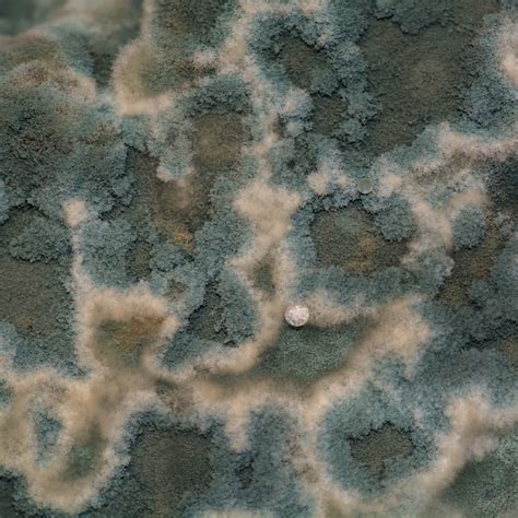 Toxin Testing Verifier Lab