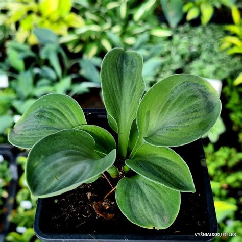 Knockout Mouse Vyšniauskų Gėlės