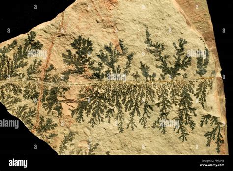 Fossil Or Pseudofossil Dendritas Of Pirolusita Mineral Growth Stock
