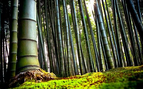 [600 ] Bamboo Forest Wallpapers