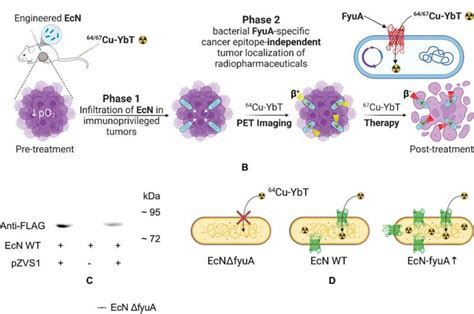 Using Bacteria To Target Cancer Treatment Worldmedicinefoundation