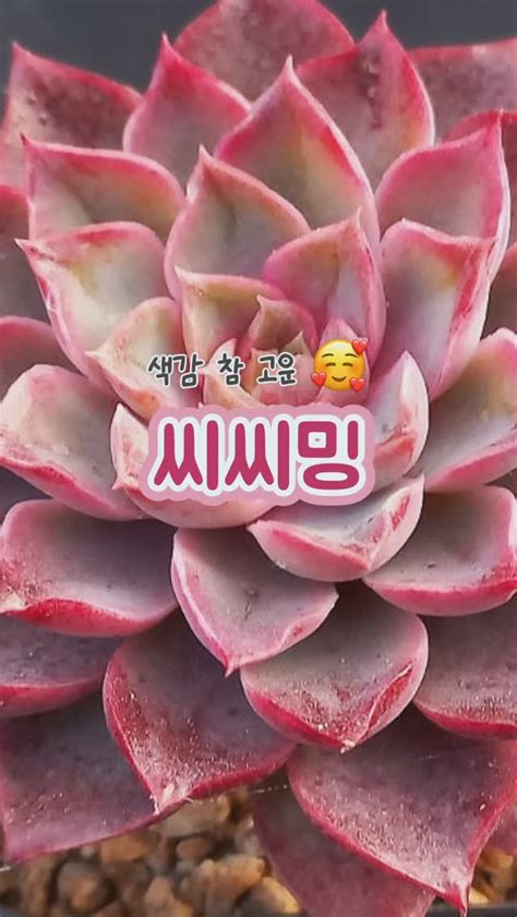 식물 다육이 다육식물 Succulents суккуленты 多肉植物 선인장 코노피튬 리톱스 하월시아 몬스테라알보 💜 희귀식물 다육 다육이 다육라방 다육식물