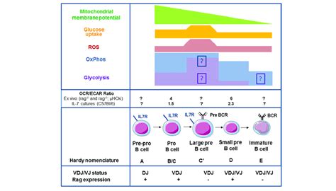 Relationship Between Oxidative Phosphorylation And Glycolysis During Download Scientific