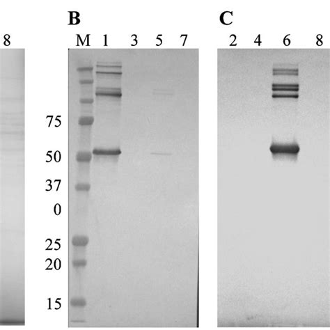 Aeromonas Salmonicida Isolates Characterised By Sds Page And Western Download Scientific
