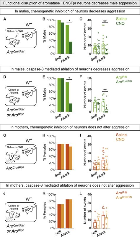 Limbic Neurons Shape Sex Recognition And Social Behavior In Sexually Naive Males Cell