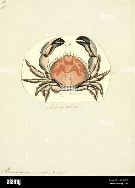 Largest Tasmanian King Crab