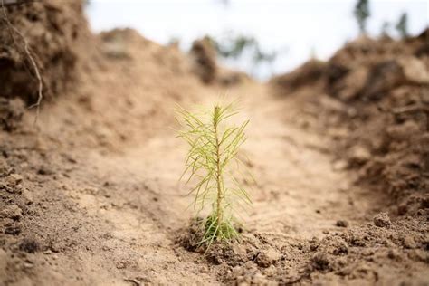 24 тысячи сеянцев сосны высадили участники акции «Сад памяти в Иркутском районе Новости