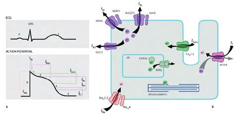 Ionic Currents Contributing To The Ventricular Action Potential A And