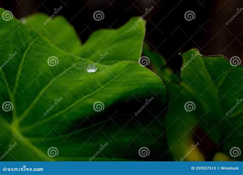 After The Rain Small Water Drop Trap Inside A Green Leaf Stock Image