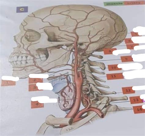 Skull Vascul Diagram Quizlet