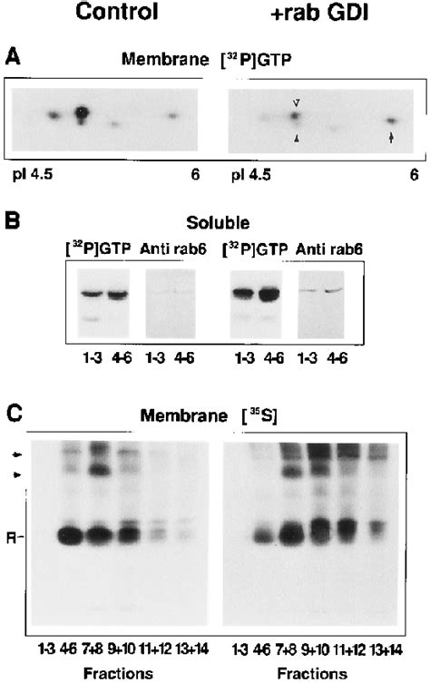 Extraction Of Rab Proteins By Rab Gdi Arrests Unprocessed Rhodopsin In